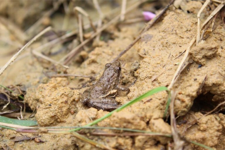 Environment - Grelghana